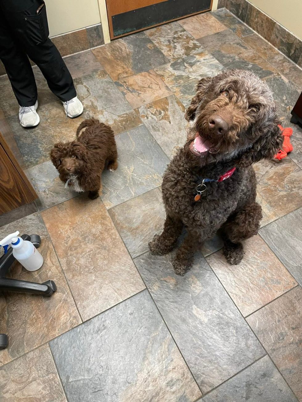 Skyview Animal Clinic Patient Photo Gallery