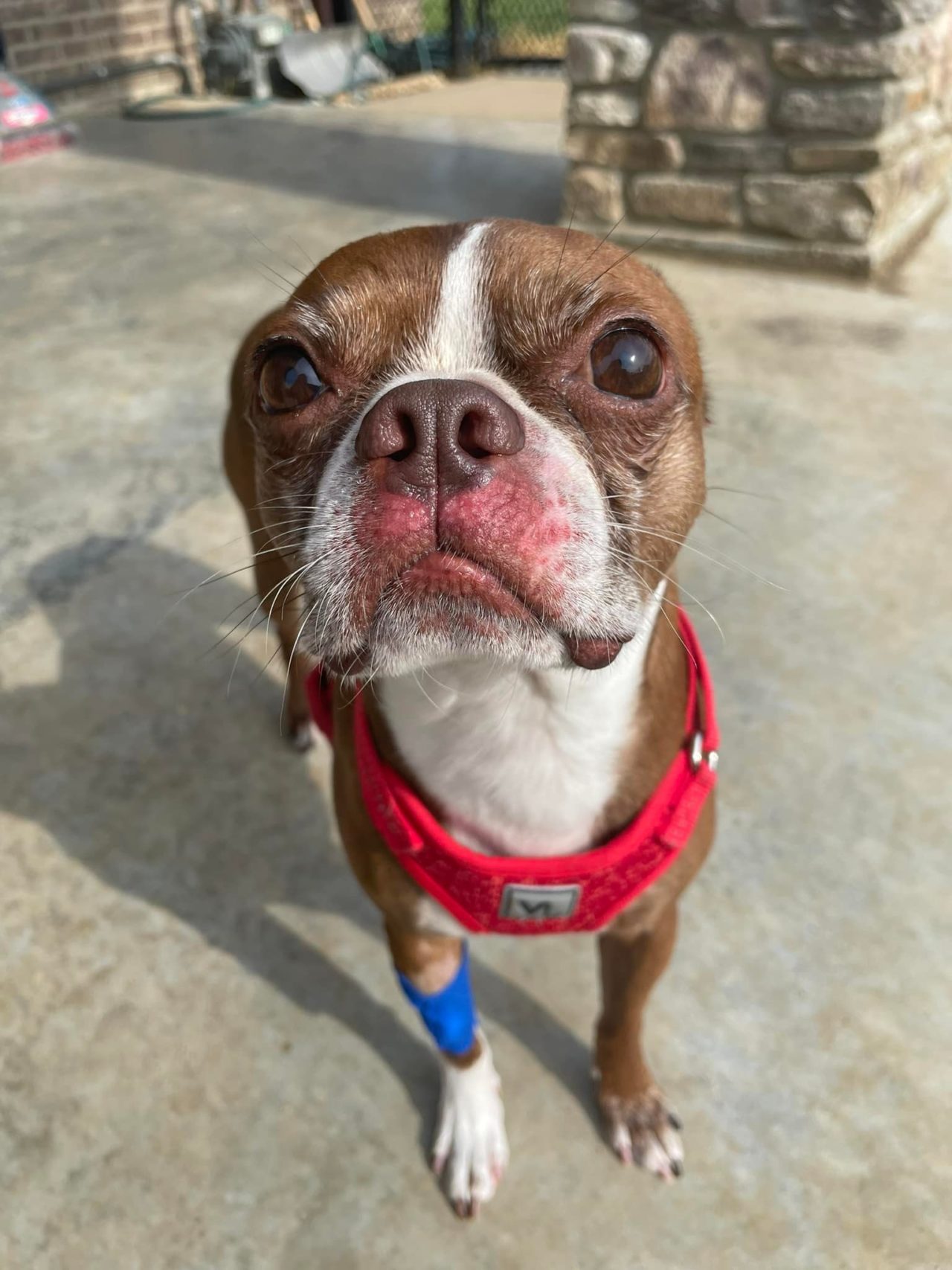 Skyview Animal Clinic Patient Photo Gallery